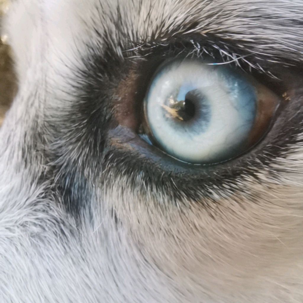 Иконка канала DogsSochi