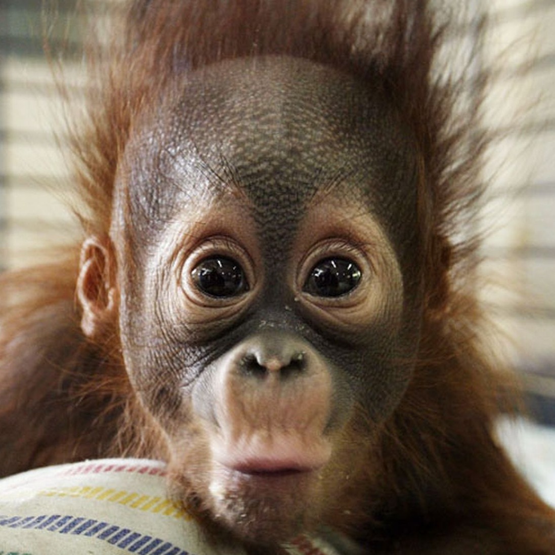 Иконка канала Zaalkind Inc