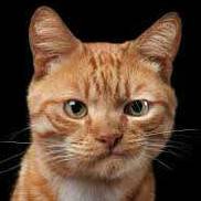 Иконка канала KoTo_Prikolы