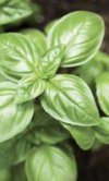 Иконка канала Juicy basil