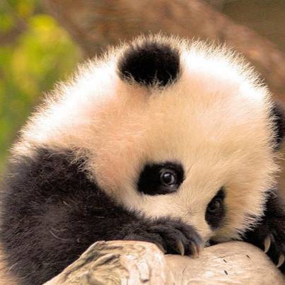 Иконка канала Zoo Animals