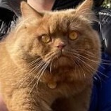 Иконка канала cabi