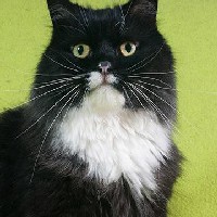 Иконка канала wluds