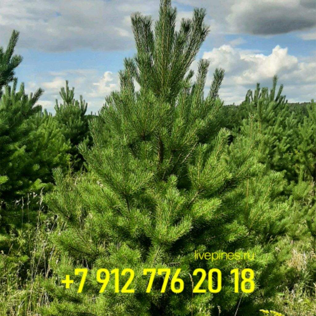 Иконка канала Elkarussia