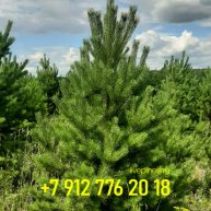 Иконка канала Elkarussia