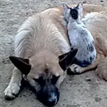 Иконка канала adekvatFCSM