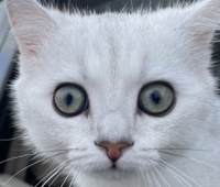 Иконка канала Blog