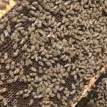 Иконка канала Пасека МЕДВЕДЬ