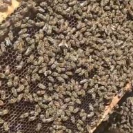 Иконка канала Пасека МЕДВЕДЬ