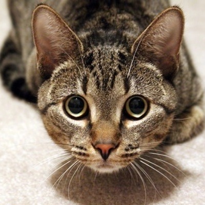 Иконка канала Барнаул