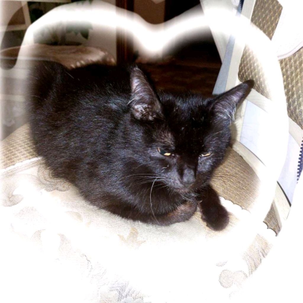 Иконка канала Кошка Фрося