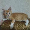 Иконка канала Tsucat