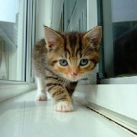 Иконка канала happy-cats