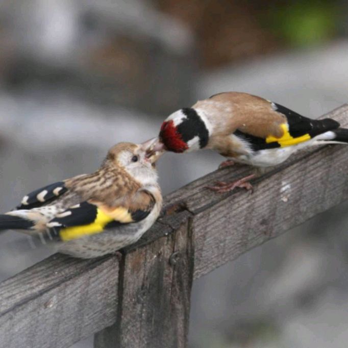 Иконка канала Щегол