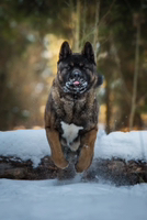 Иконка канала chubaka_american_akita