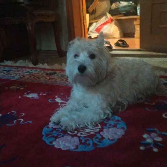 Иконка канала УткаспилойМастерТВ