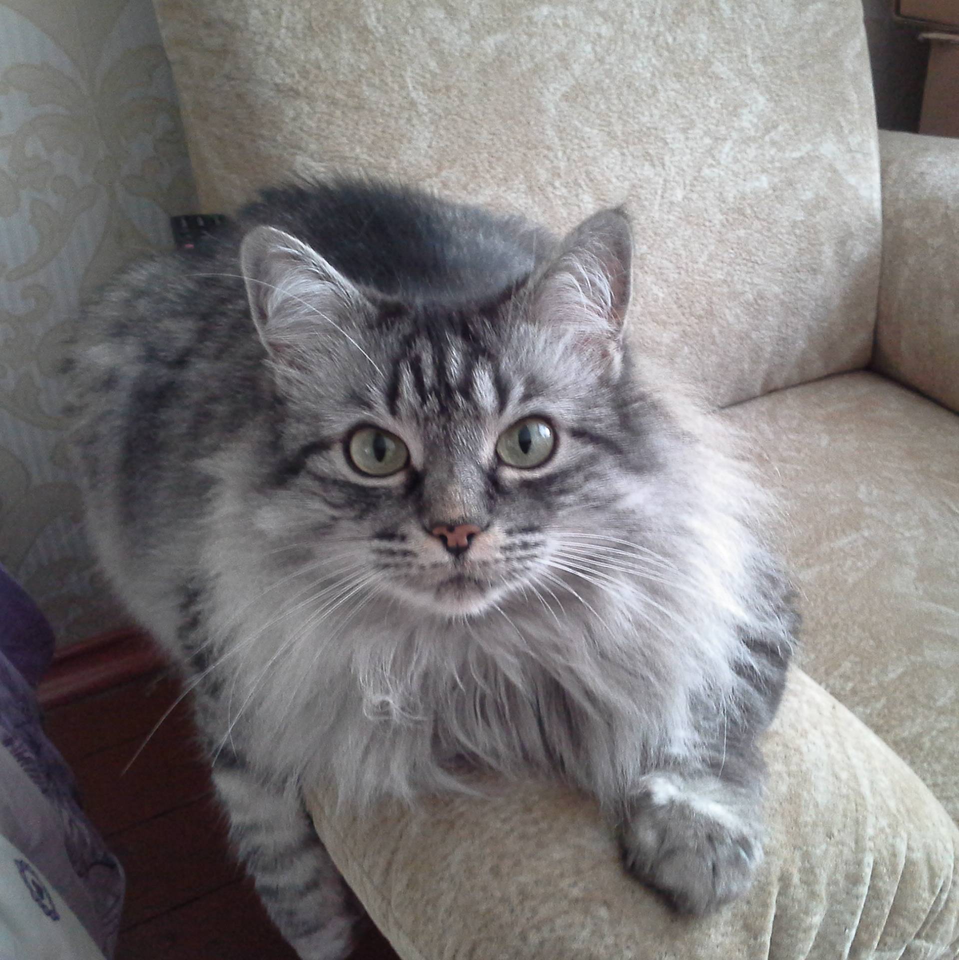 Иконка канала Геша Тверской