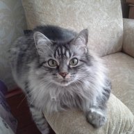 Иконка канала Геша Тверской