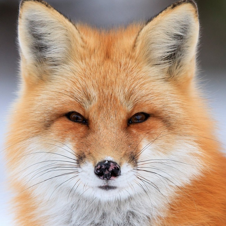 Иконка канала Кладоискательница 59