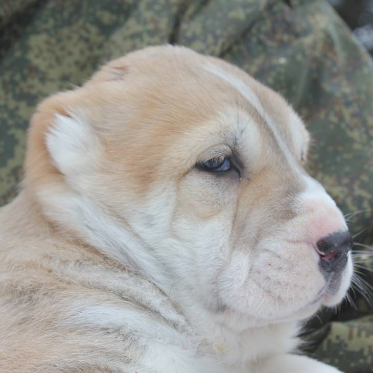 Иконка канала Питомник среднеазиатской овчарки "Сары Шайтан"