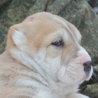 Иконка канала Питомник среднеазиатской овчарки "Сары Шайтан"