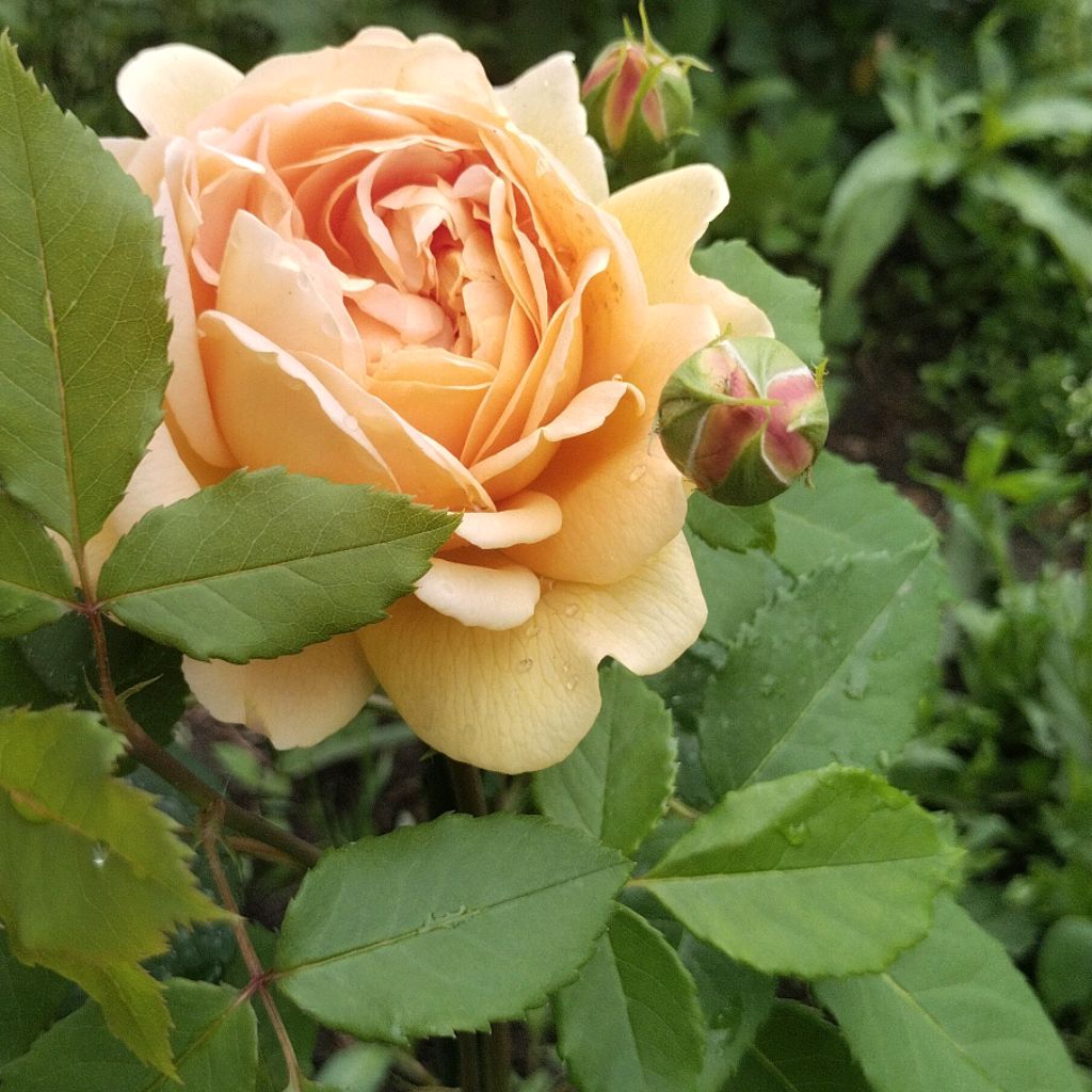 Иконка канала Дела Садово Огородные