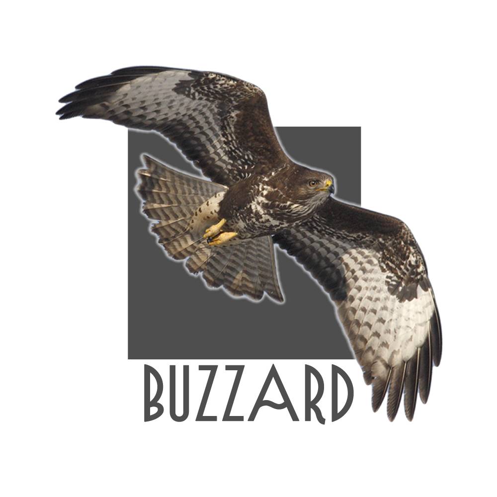Иконка канала Buzzard Studio