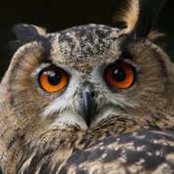 Иконка канала Animal Humor