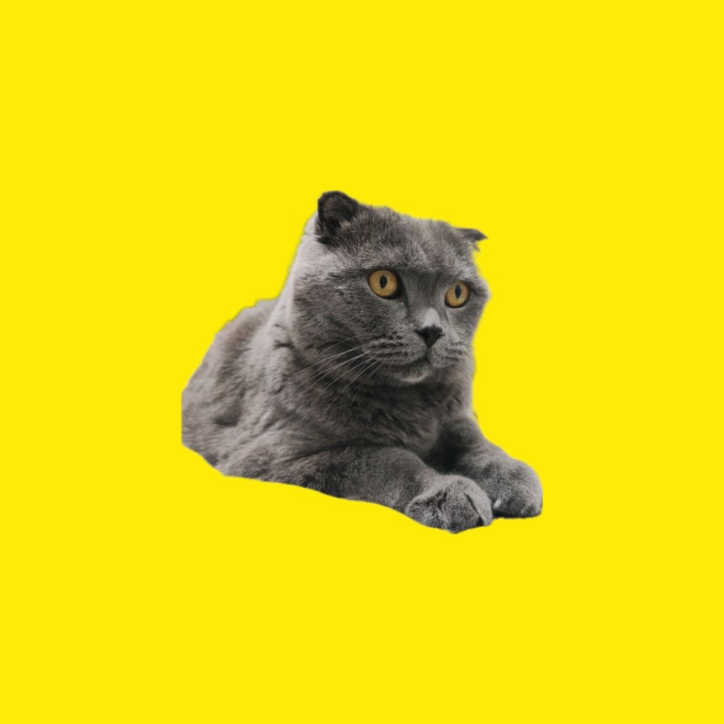 Иконка канала Кот Фил