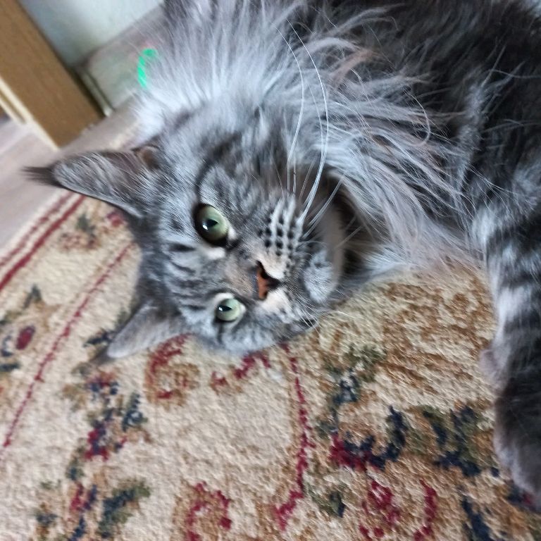 Иконка канала LeeDusik