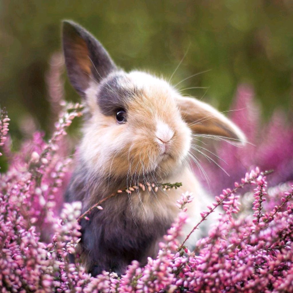 Иконка канала Ridi_Ka