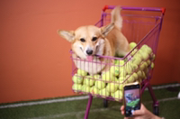 Иконка канала Корги Бильбо