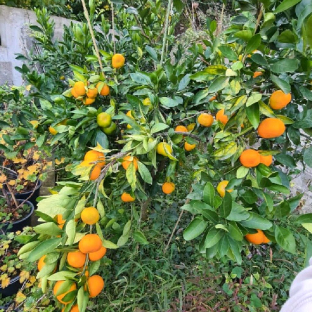 Иконка канала Сад и огород в Сочи