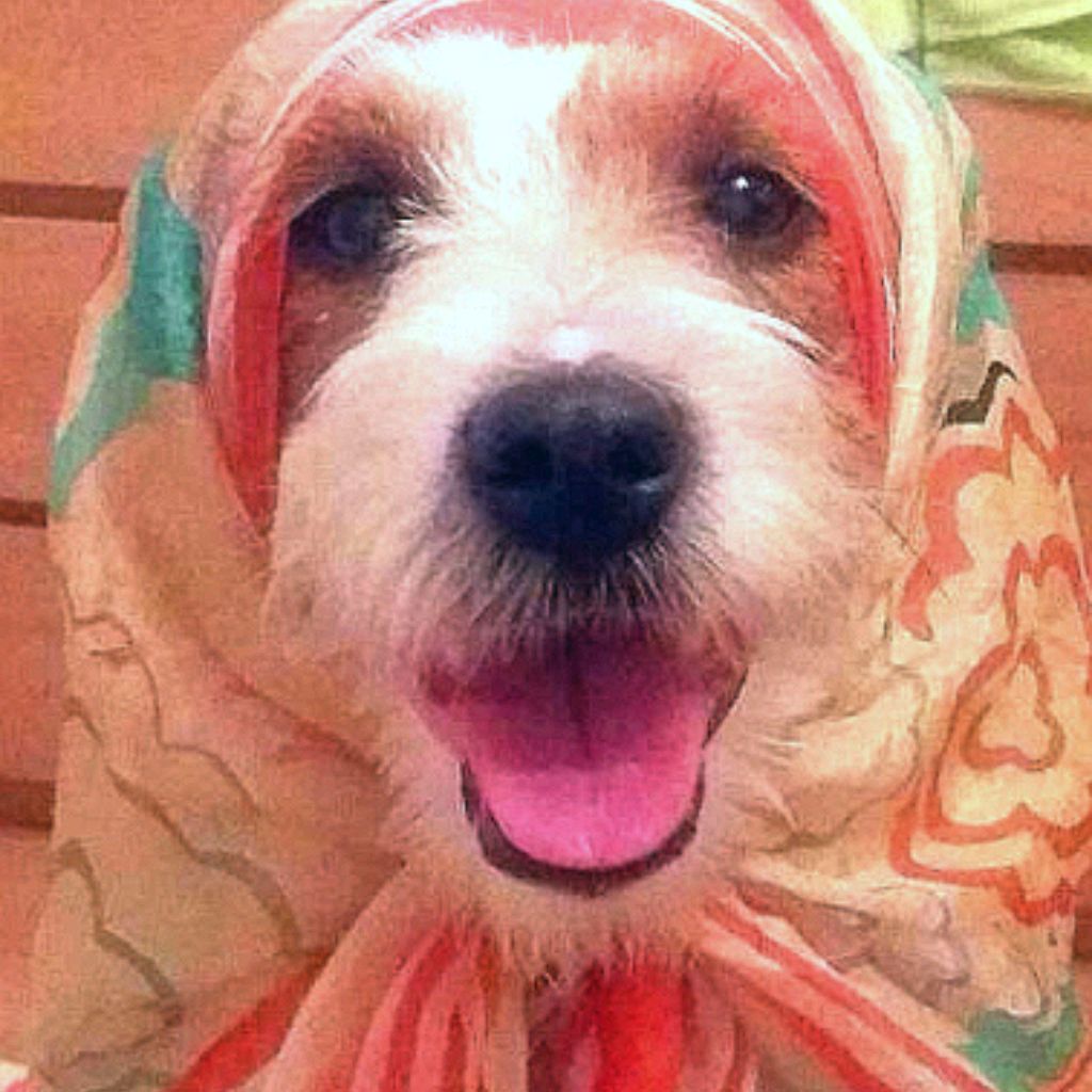 Иконка канала Nosferatu1980