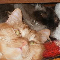 Иконка канала rutube_account_1042827