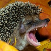 Иконка канала ЁЖ.