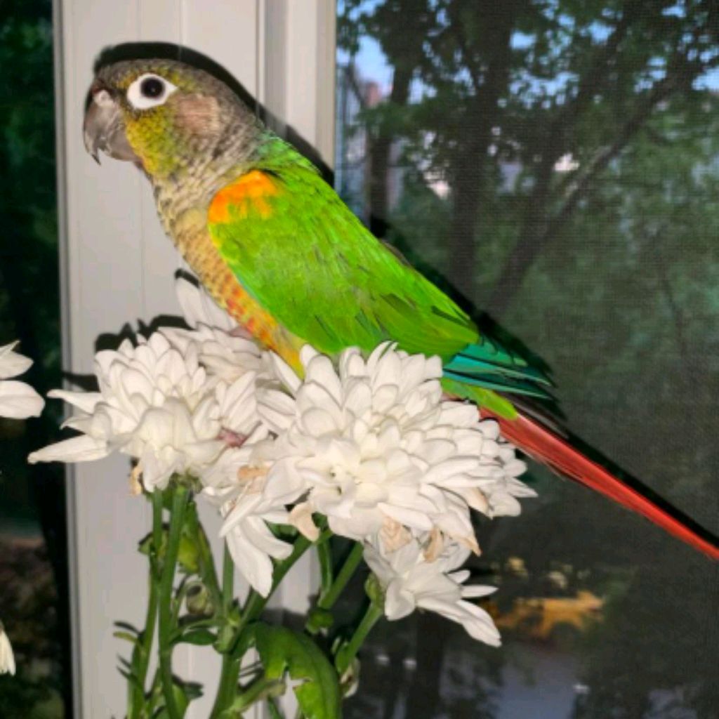 Иконка канала ТАМ ГДЕ ЖИВЁТ СВЕТОФОРЫЧ