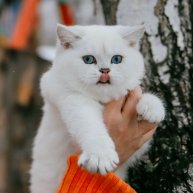 Иконка канала Silver Dew Шотландские кошки