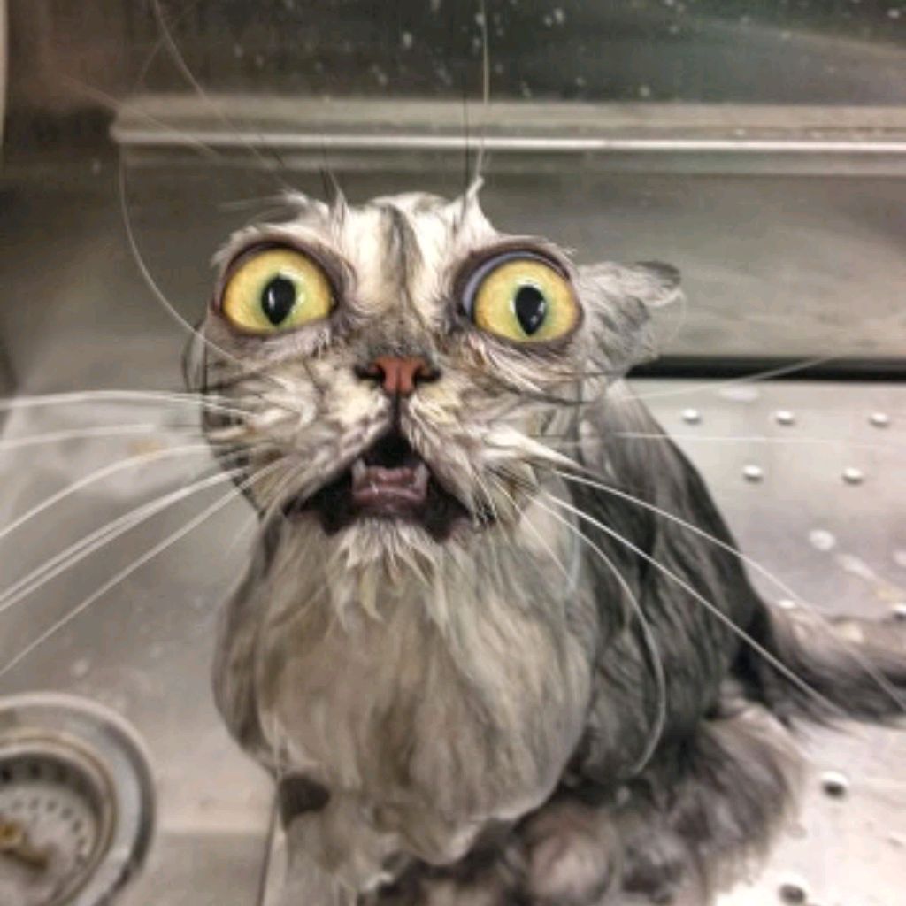 Иконка канала Funny cats and dogs