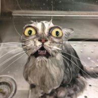 Иконка канала Funny cats and dogs