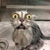 Иконка канала Funny cats and dogs