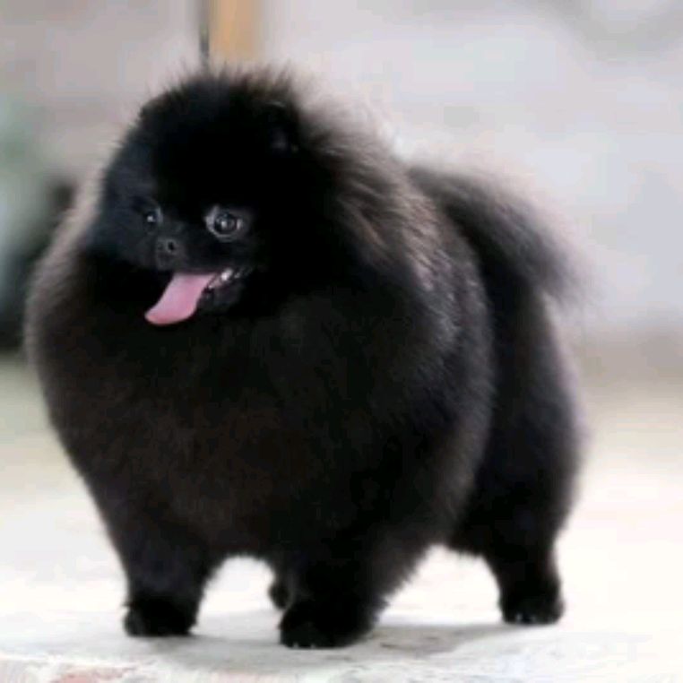 Иконка канала Из Царства Псов