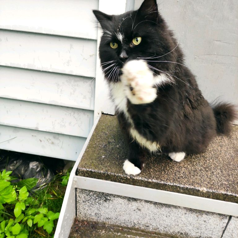 Иконка канала Мишель и Марсель, петербургские котики!