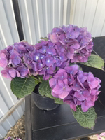 Иконка канала Элен Южный