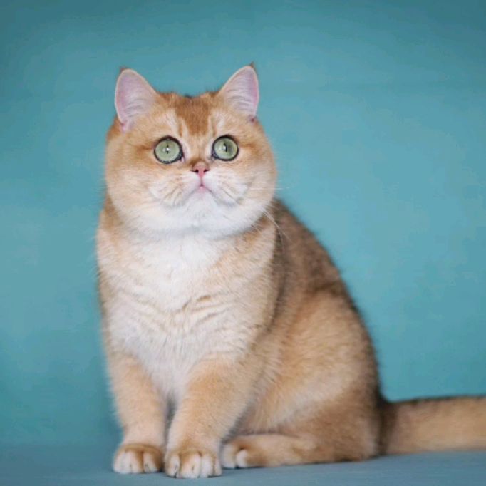 Иконка канала Klivland