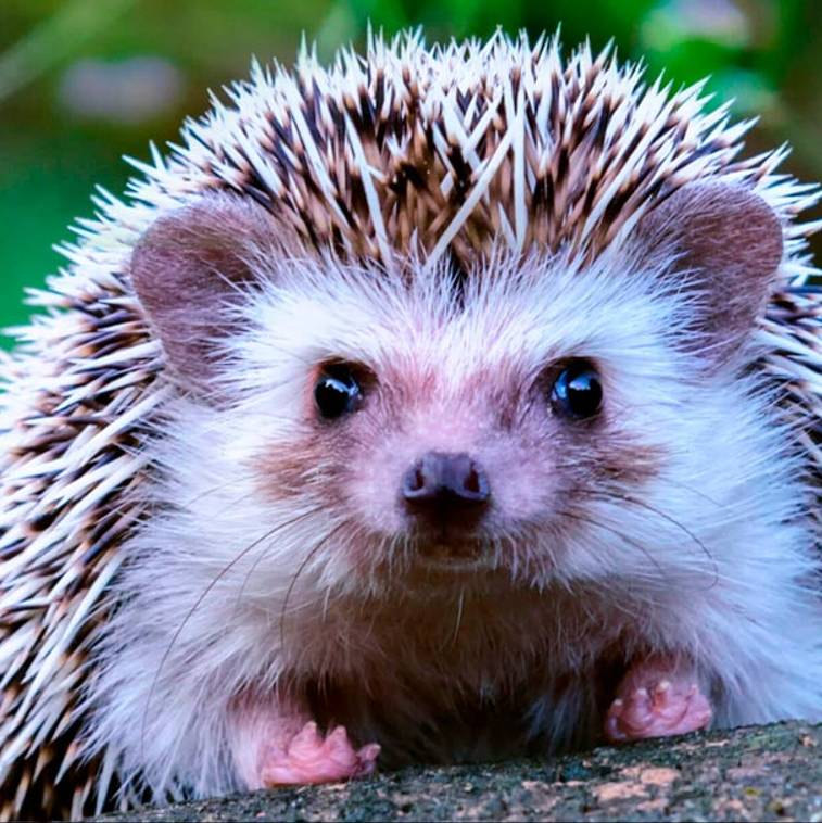 Иконка канала ЁЖЪ