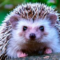 Иконка канала ЁЖЪ