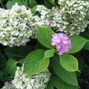 Иконка канала Elena41297255