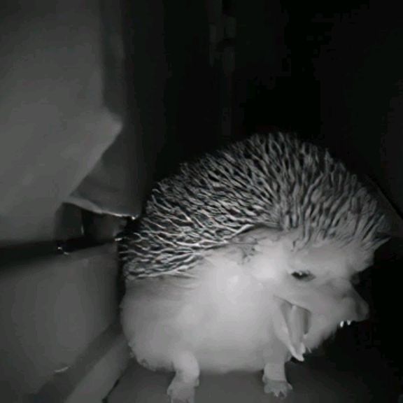 Иконка канала ёжик