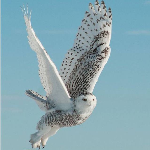 Иконка канала dvernichkovchannel